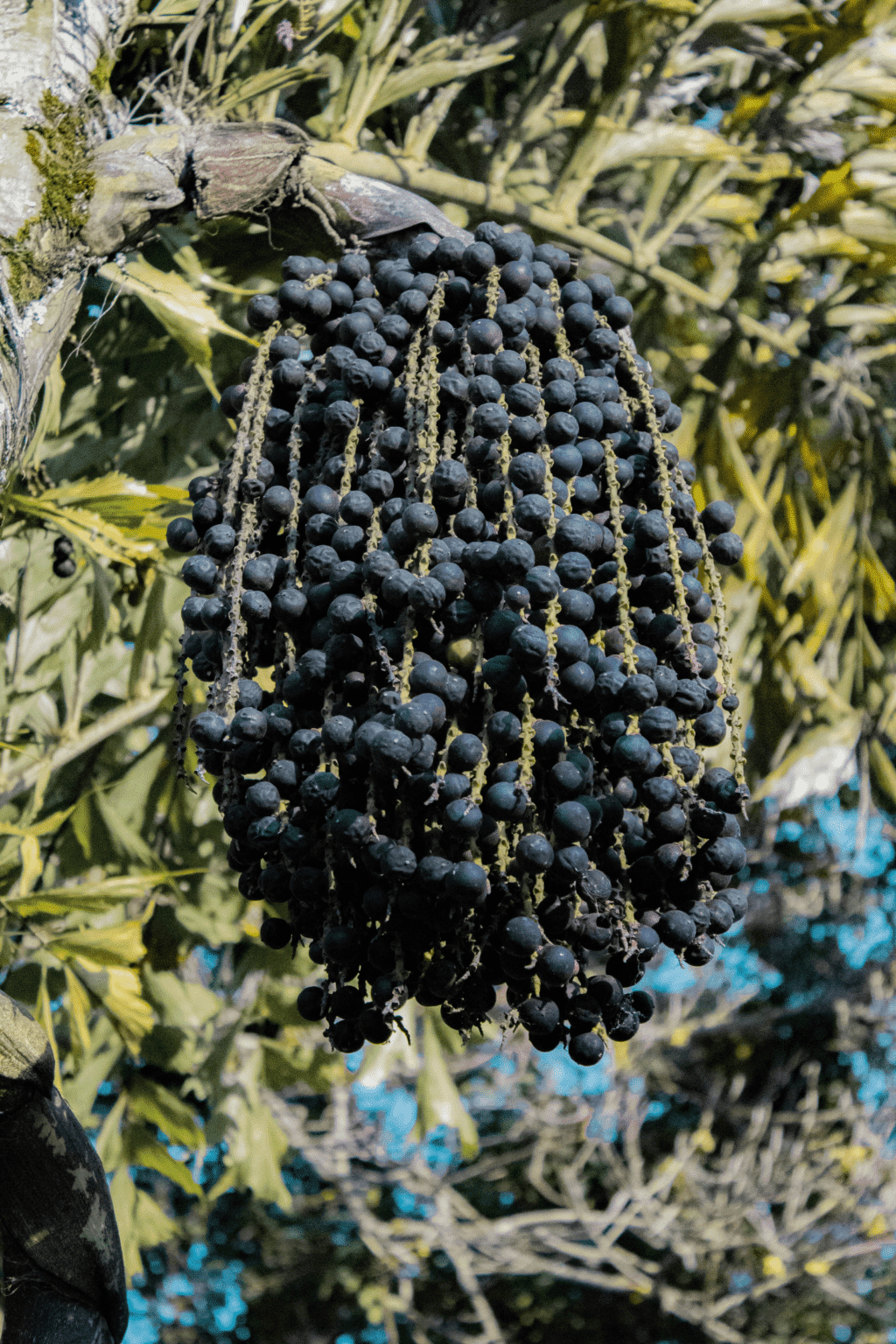 Everything About the Tasty Acai Berry, Native to the Amazon Rainforest ...
